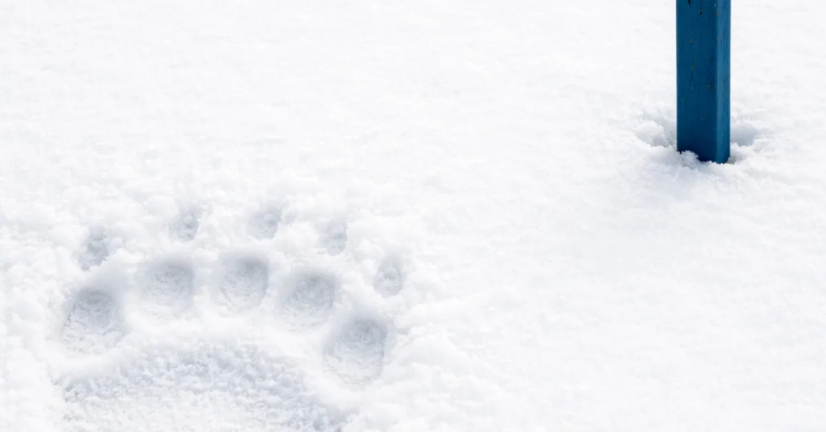 The 300-Metre Rule: How Svalbard's New Polar Bear Regulations Changed ...